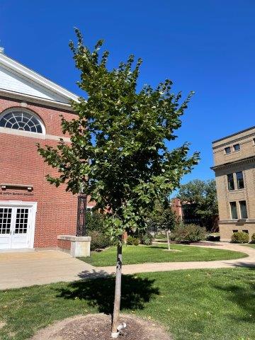 Valley Forge Elm – Coe College Tree Archive